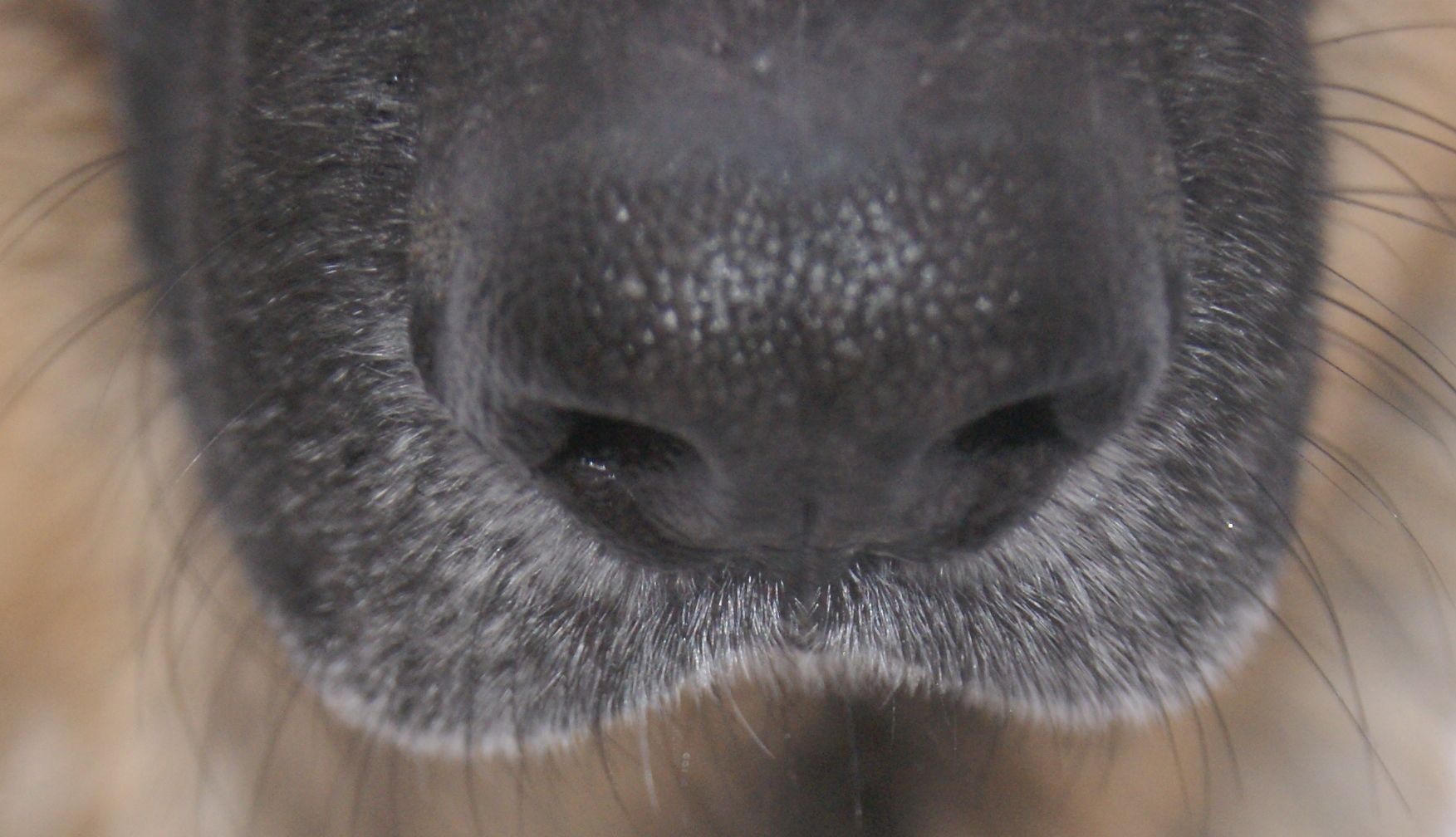 Dog Skin Conditions: You Need To Know How To Cure and Treat Them