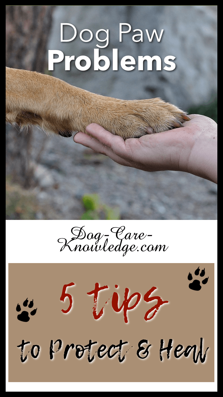 Dog Paw Problems: 5 Amazing Tips On How to Protect & Keep Paws Healthy
