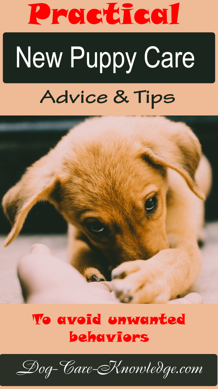 Practical New Puppy Care Advice To Avoid Problems Practical New Puppy Care Advice To Avoid Problems